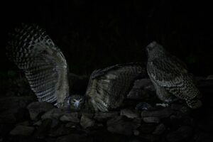 The Best Outdoor Lighting to Avoid Disrupting Birds - bird-life.com