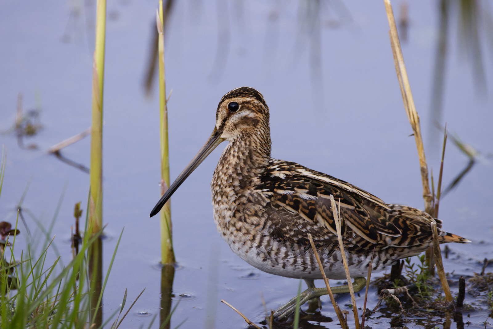 The Most Camouflaged Birds in the World - bird-life.com