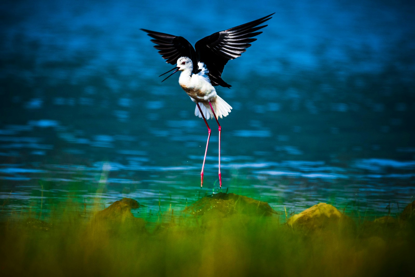 How to Master Backlit Bird Photography - bird-life.com