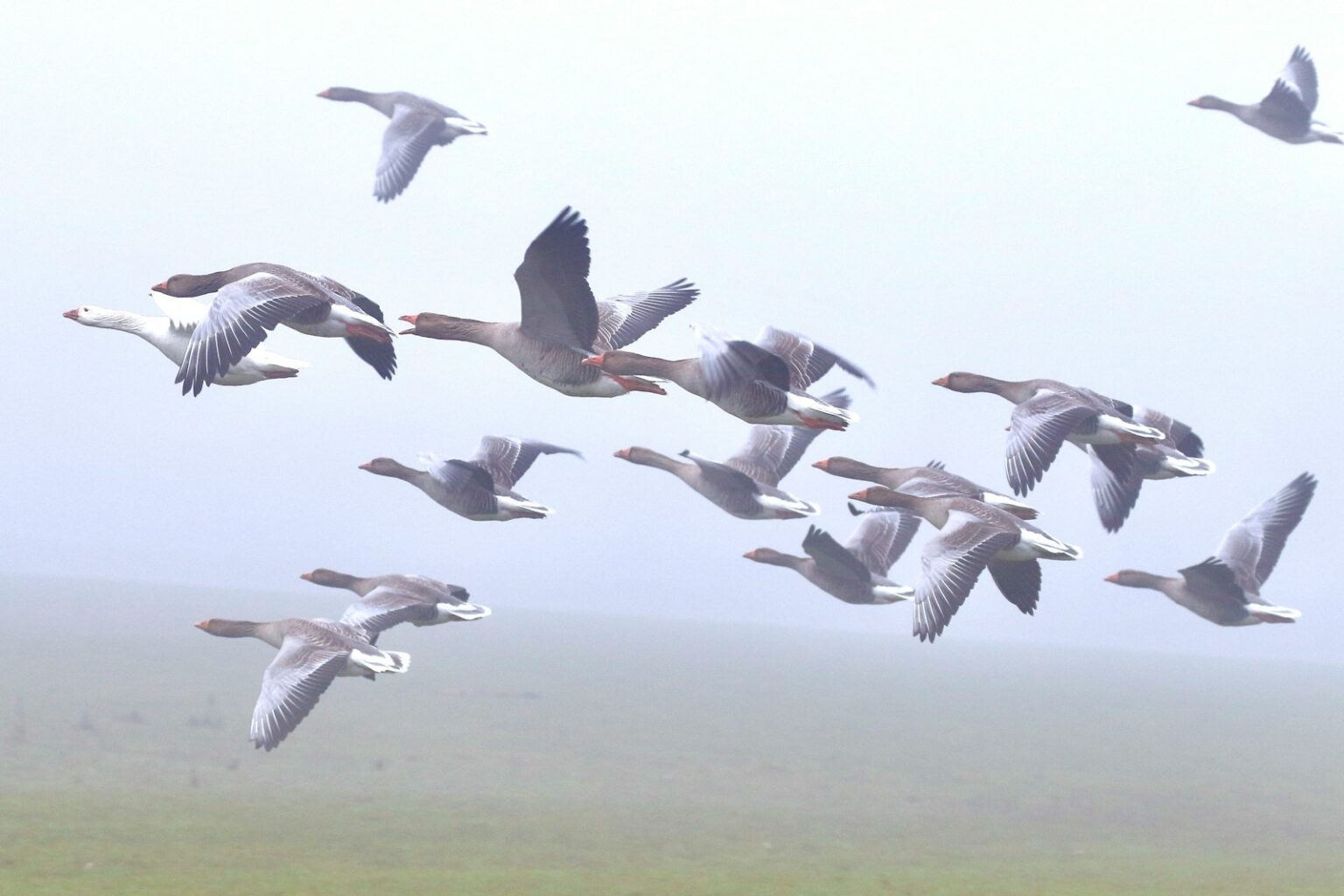 How Birds Inspire Aerospace Engineering Designs - bird-life.com