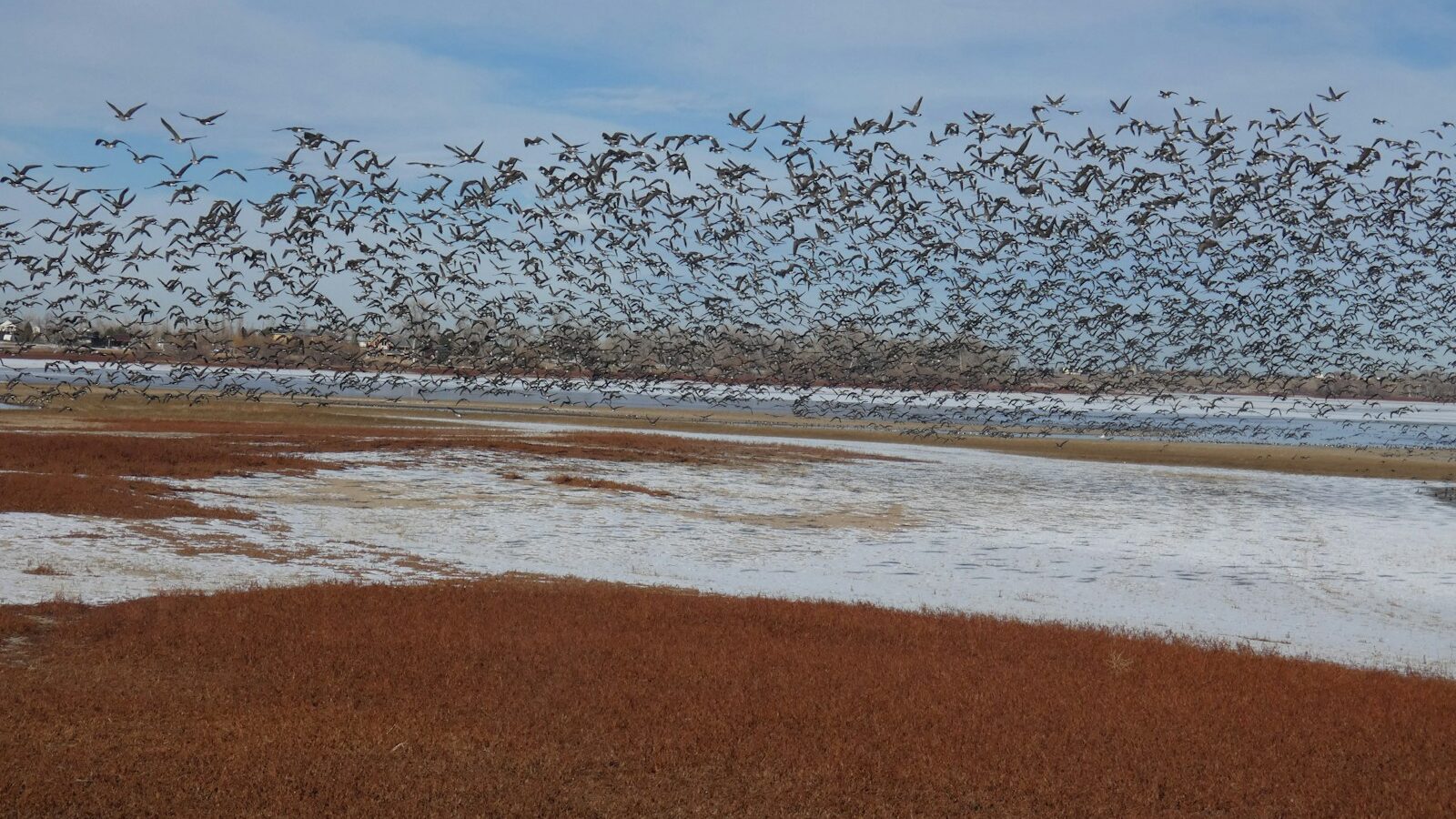 Why Some Birds Fly Over 7,000 Miles Without Stopping - bird-life.com