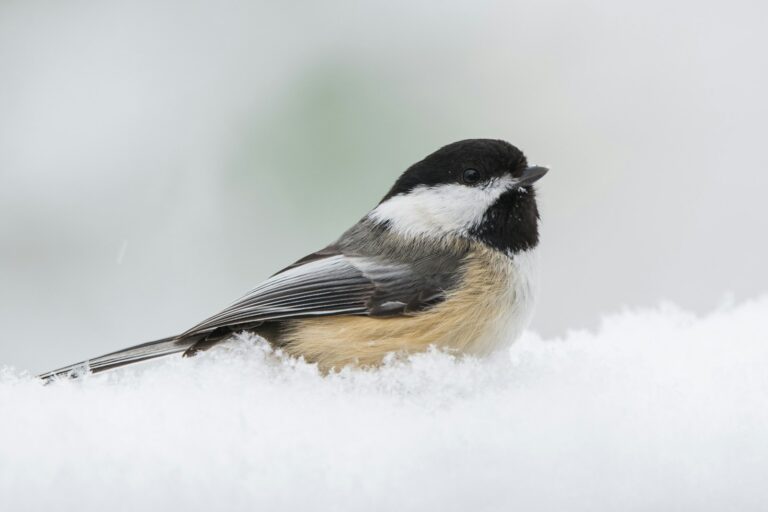 Why Some Birds Are Active in Winter While Others Migrate - bird-life.com