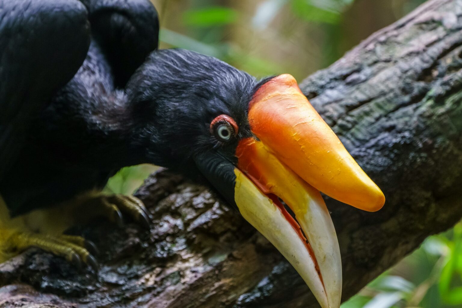 The Most Unusual Bird Bills and Their Purposes - bird-life.com