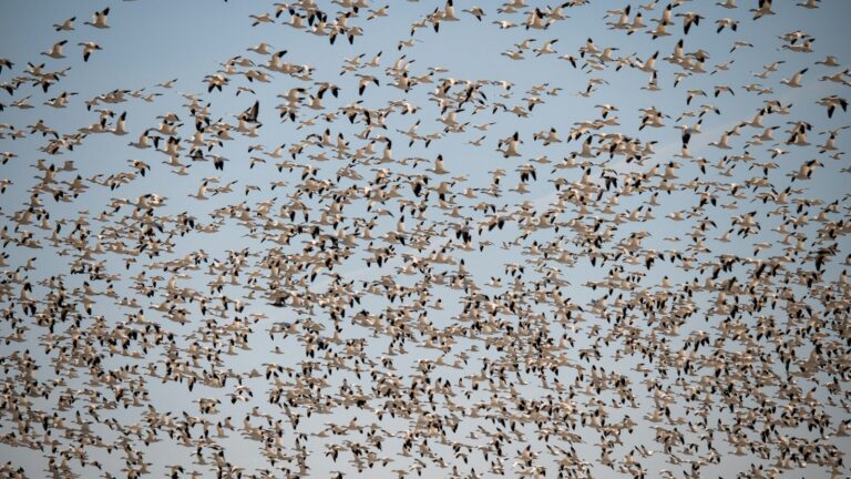 What a Super Flock Is and Why It Happens - bird-life.com