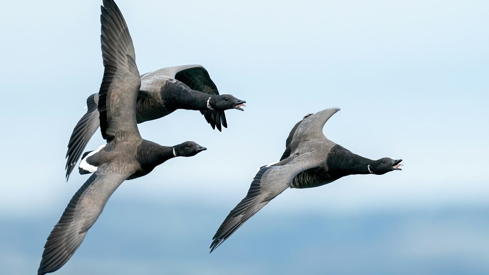 Hidden Facts About The Altitude Records of Geese That Might Surprise ...