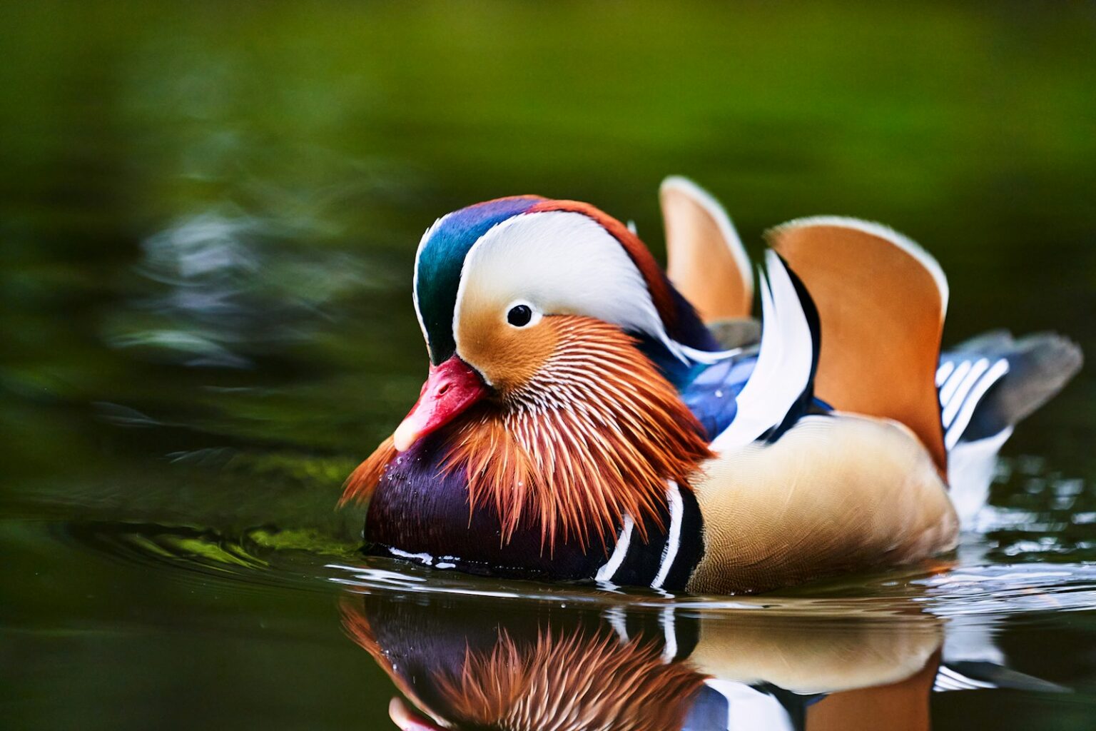 The Birds With the Most Elaborate Facial Markings - bird-life.com