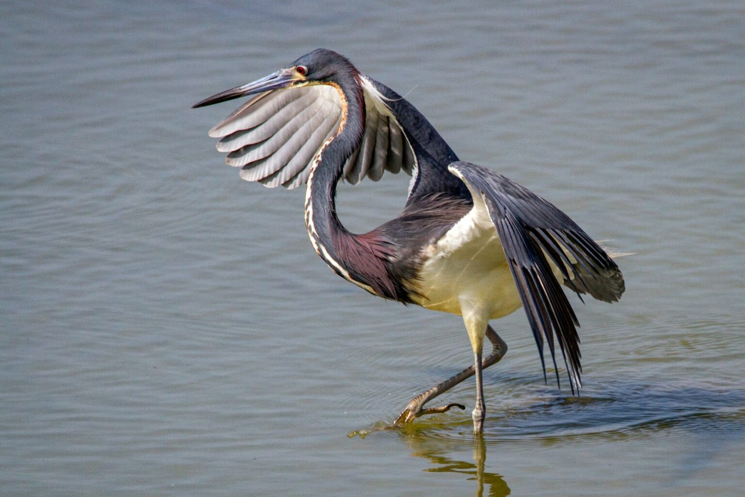 The Bird That ‘Dances’ to Attract a Mate - bird-life.com