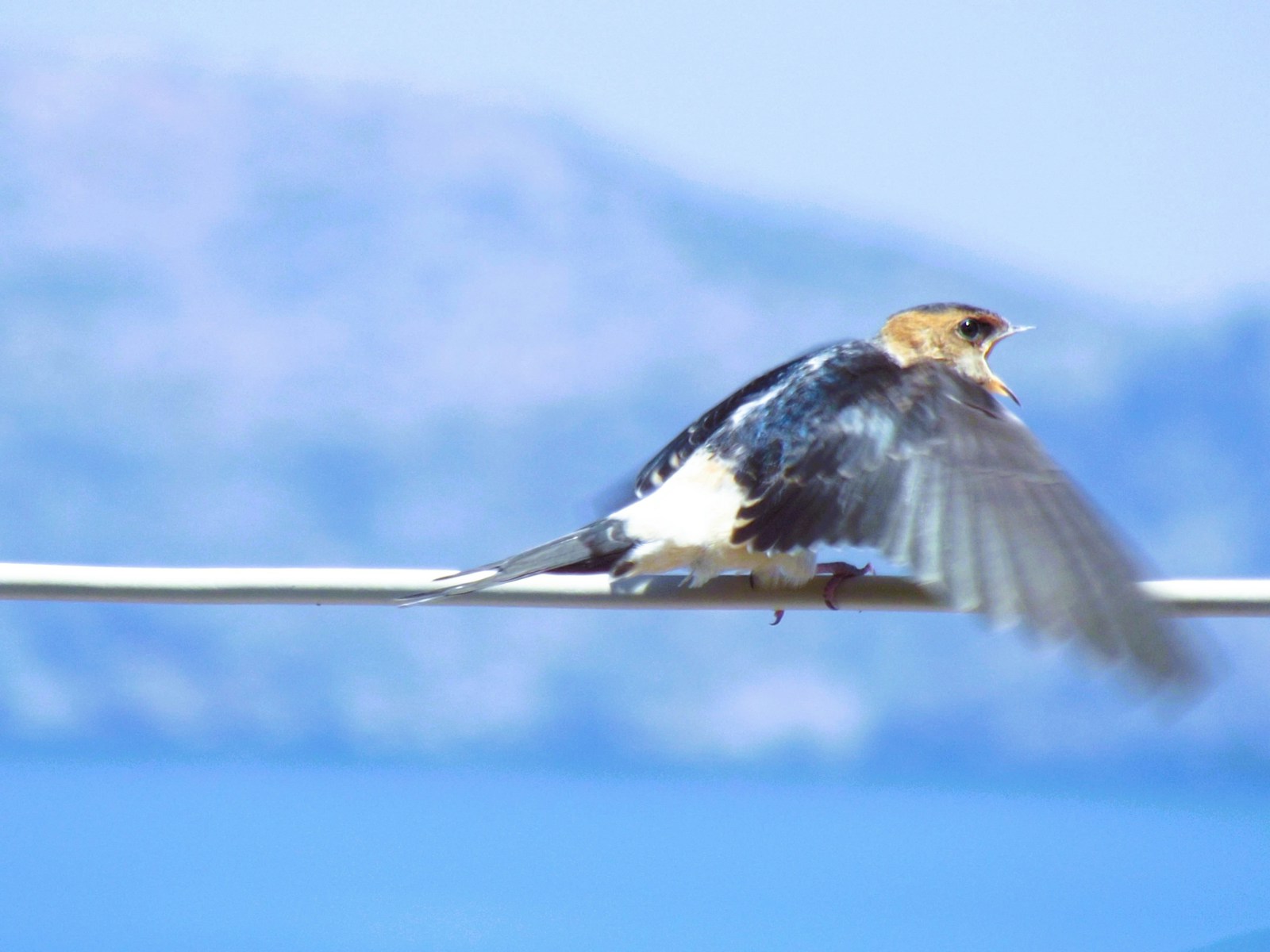 The Bird That Flies for Days Without Landing – Nature’s Endurance ...