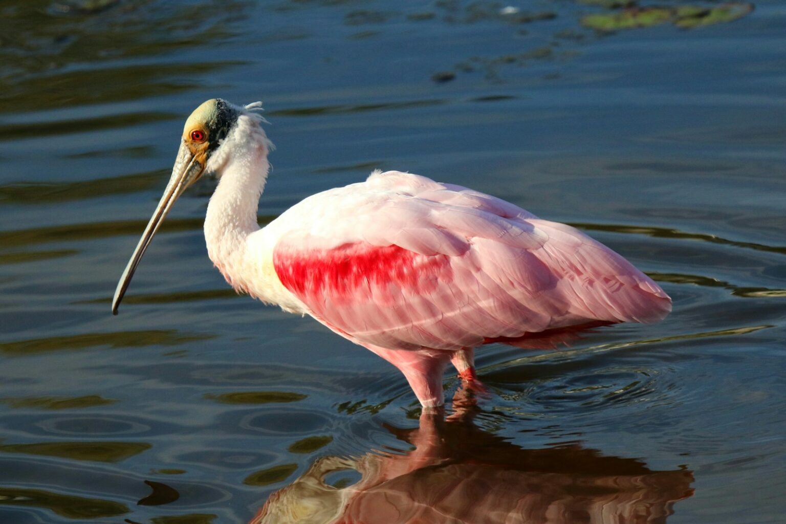 The Most Unusual Bird Bills and Their Purposes - bird-life.com