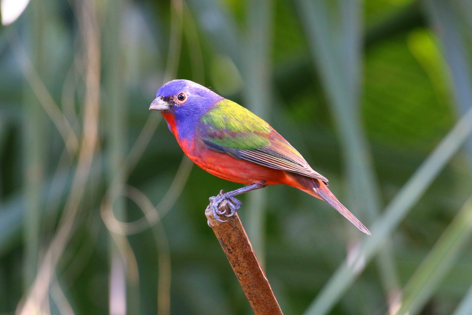 The Birds That Change Color With Age - bird-life.com
