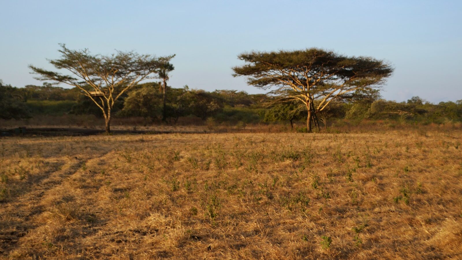 Hidden Facts About Why Secretary Birds Stomp Their Prey That Might ...