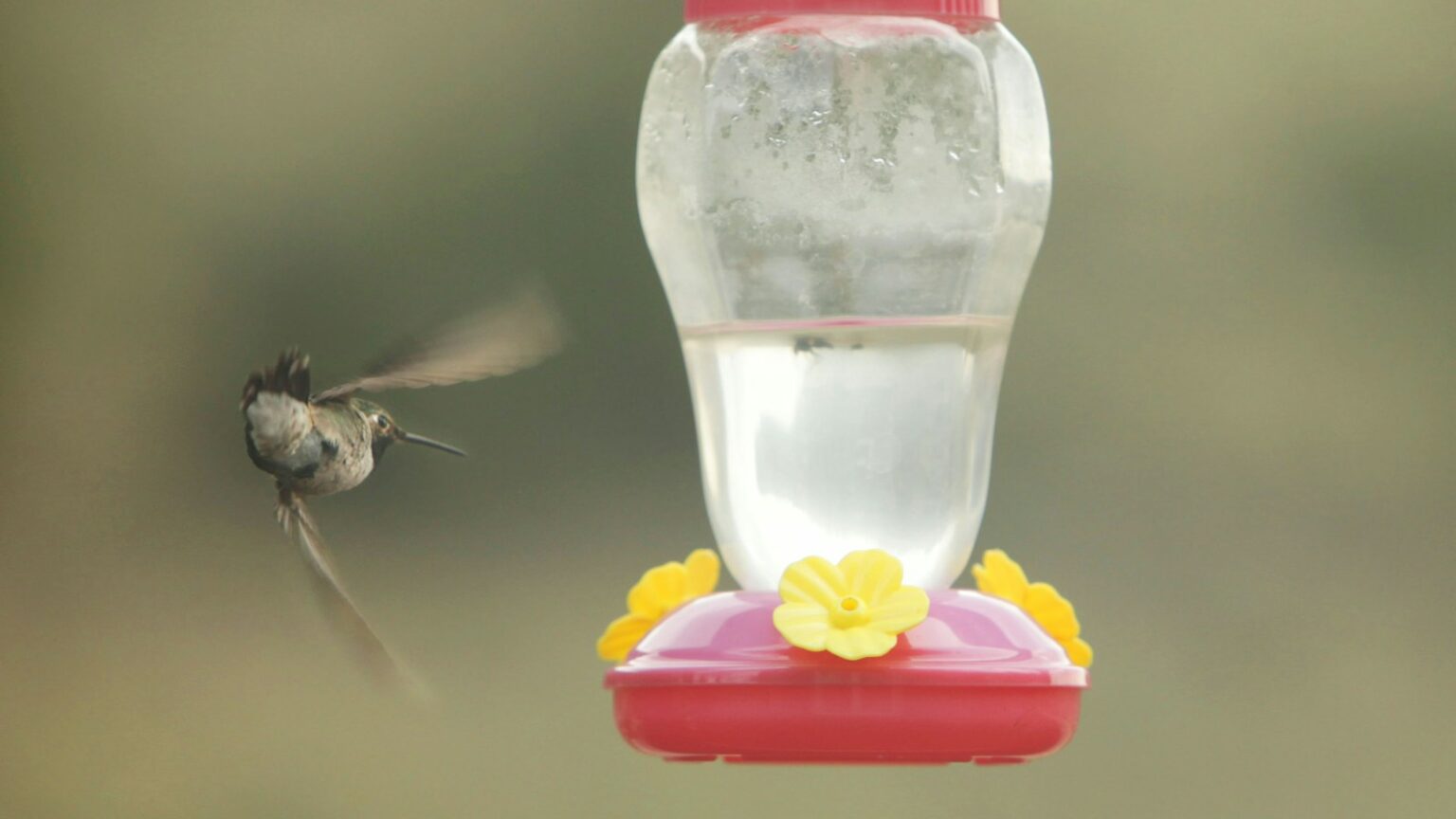 The Ultimate Guide to Understanding How Hummingbirds Hover in Place ...