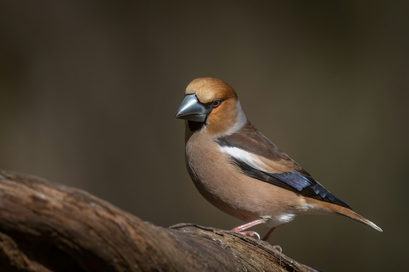 The Most Unusual Bird Bills and Their Purposes - bird-life.com