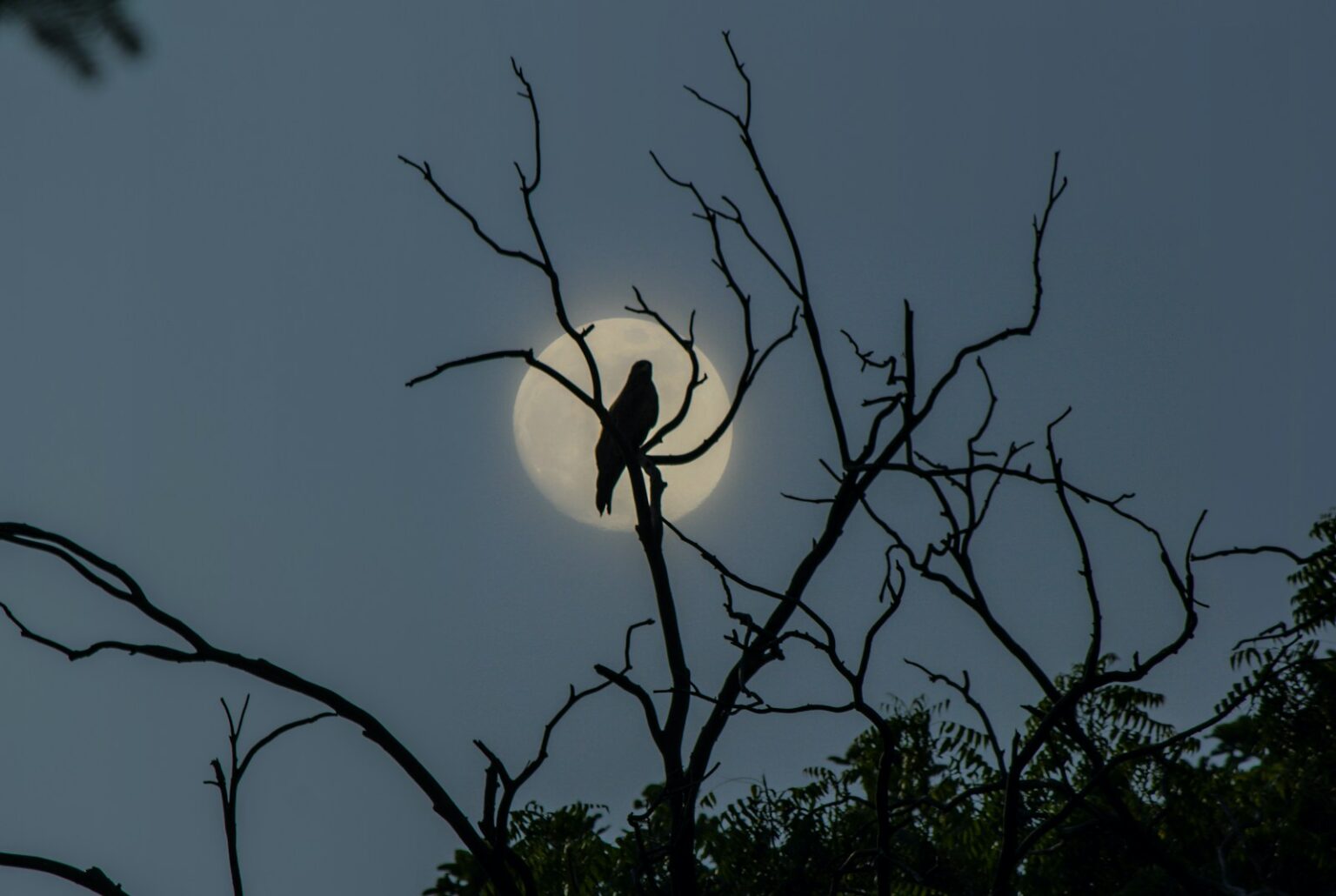 What Moon Phases Mean for Migrating Birds - bird-life.com