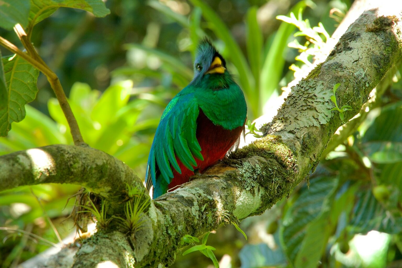 Why the Resplendent Quetzal Was Worshipped by Ancient Cultures - bird ...