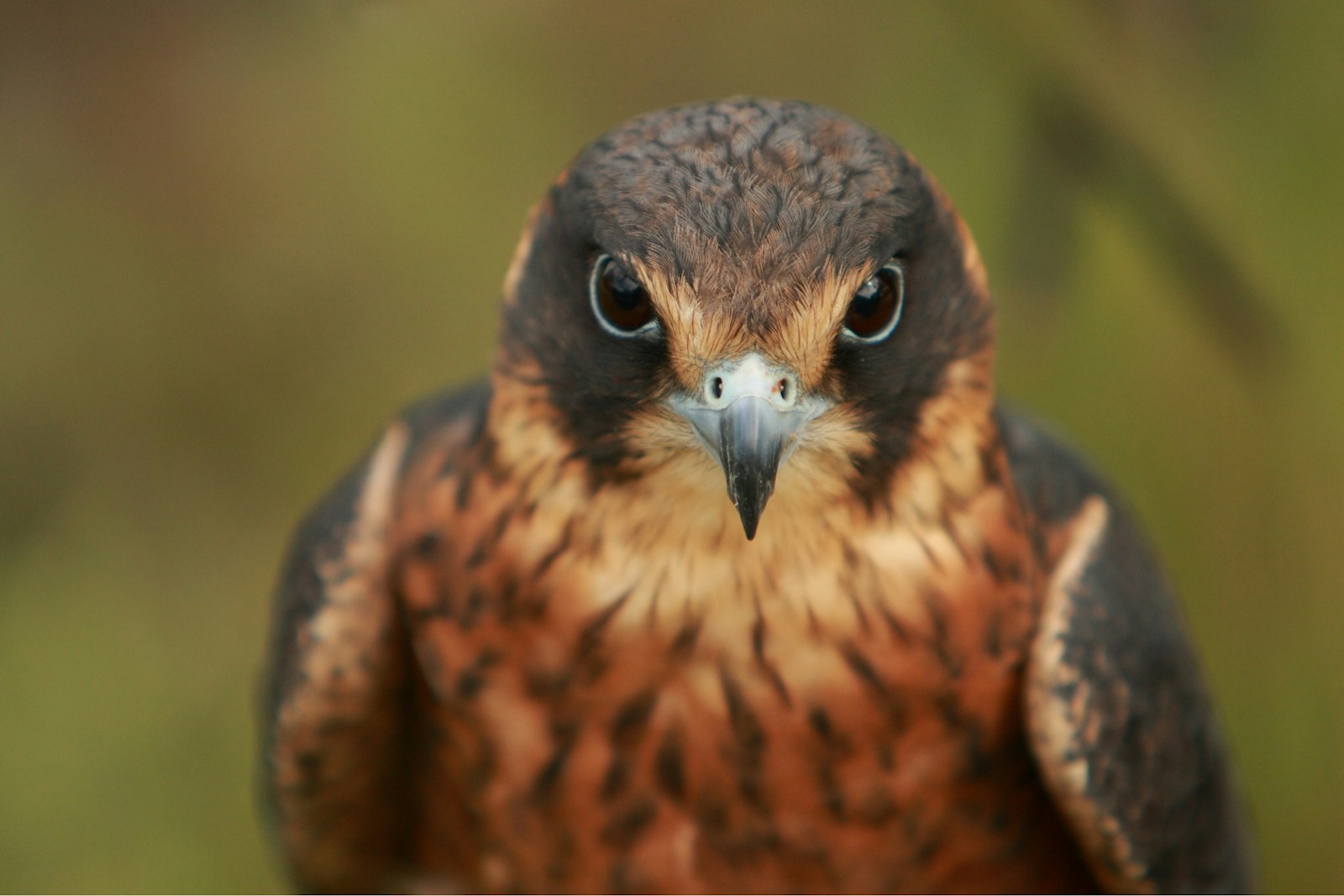 The Bird That Uses Fire to Hunt - bird-life.com