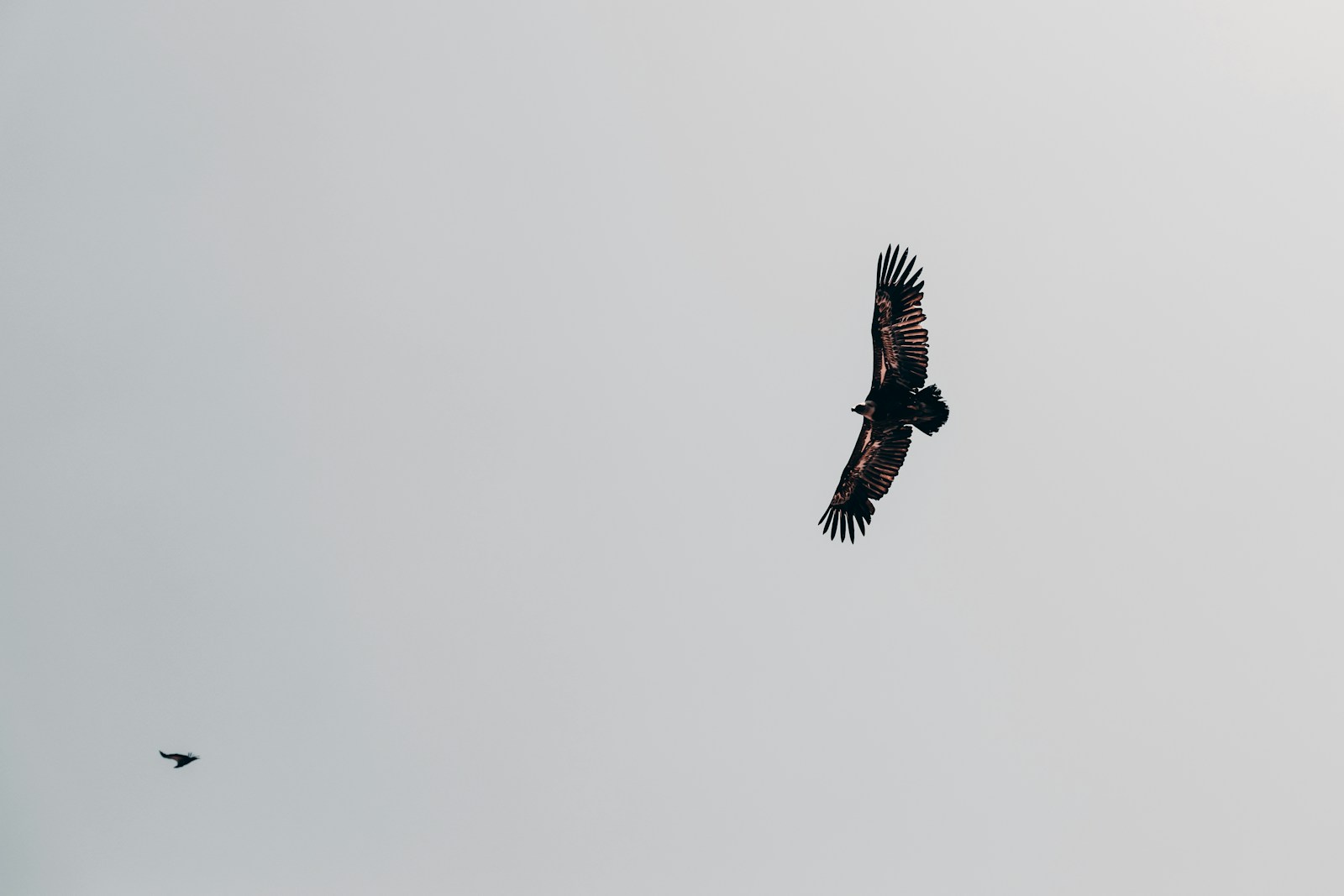 The Bird That Eats Bone Marrow - bird-life.com