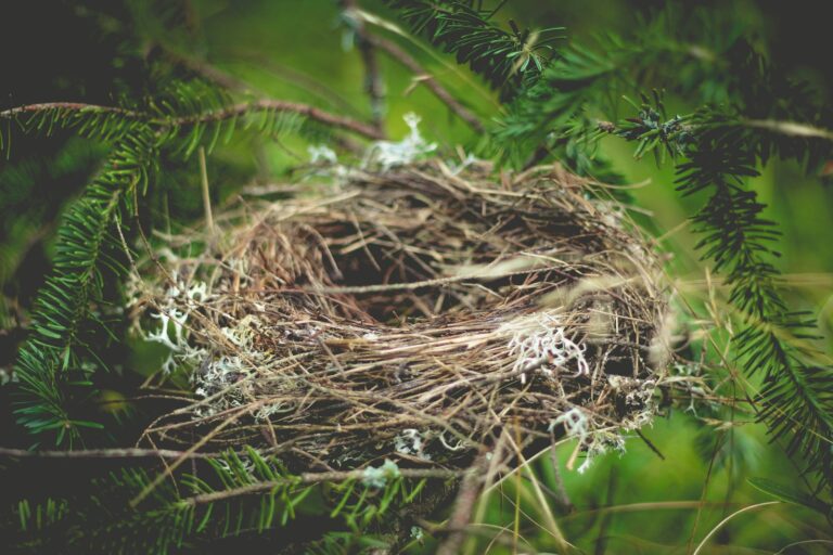 The Birds That Perform Aerial Acrobatics to Defend Their Nests - bird ...