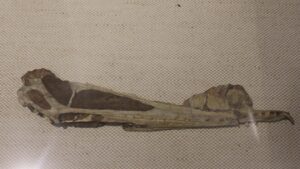 The 5 Strangest Bird Skulls Ever Found in Fossils - bird-life.com