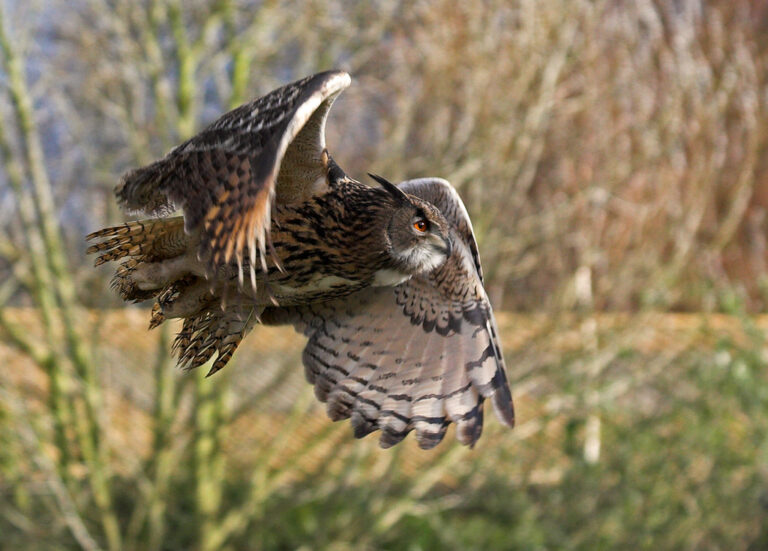 Inside the Life of an Owl: Hunting, Nesting, and Nighttime Secrets ...