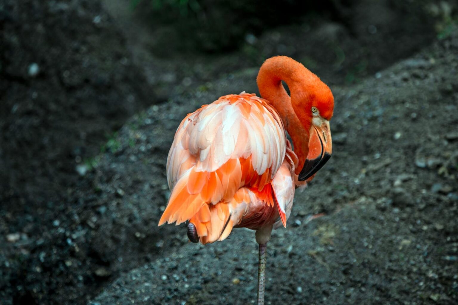Top 6 Birds That Sleep Standing on One Leg - bird-life.com