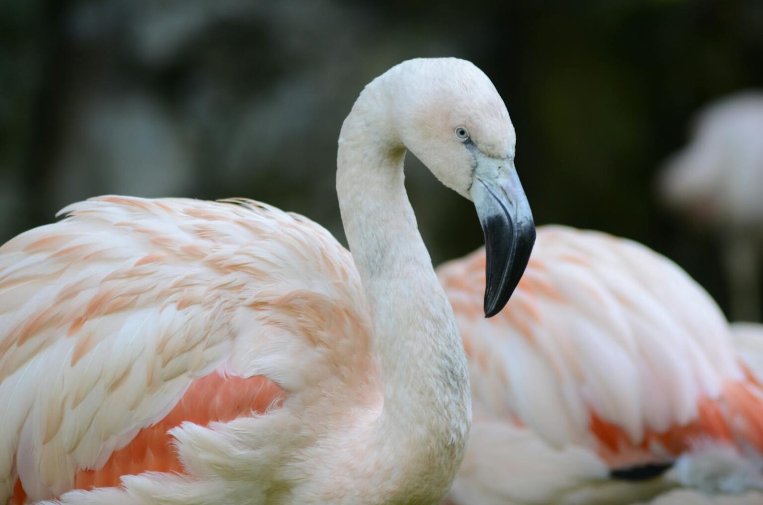Top 10 Birds With the Most Unusual Beaks in the World - bird-life.com