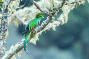 Why the Resplendent Quetzal Was a Sacred Icon - bird-life.com