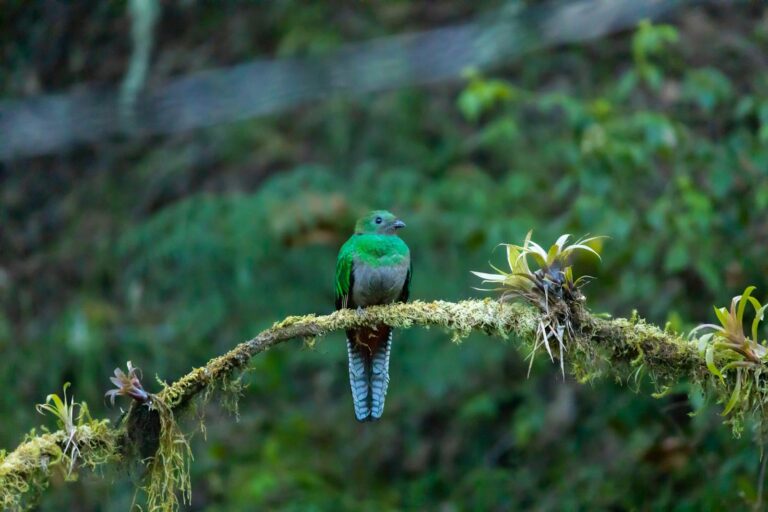 Why the Resplendent Quetzal Was a Sacred Icon - bird-life.com