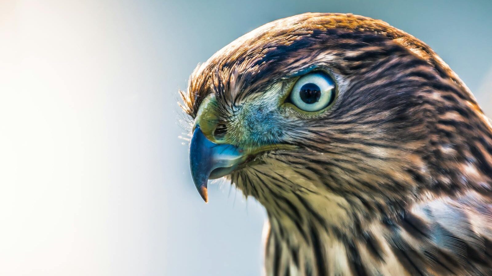From a Hawk’s Eye View This Is What the World Looks Like - bird-life.com