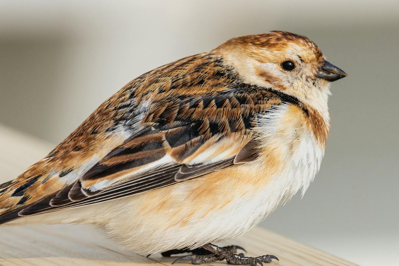 5 Birds That Change Color With the Seasons - bird-life.com