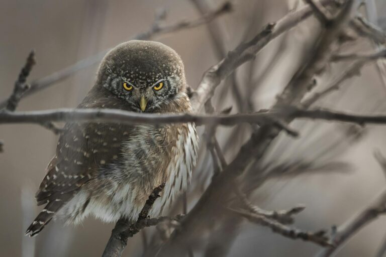 They Twist Like No Other — 5 Owls With Jaw-Dropping Flexibility - bird ...