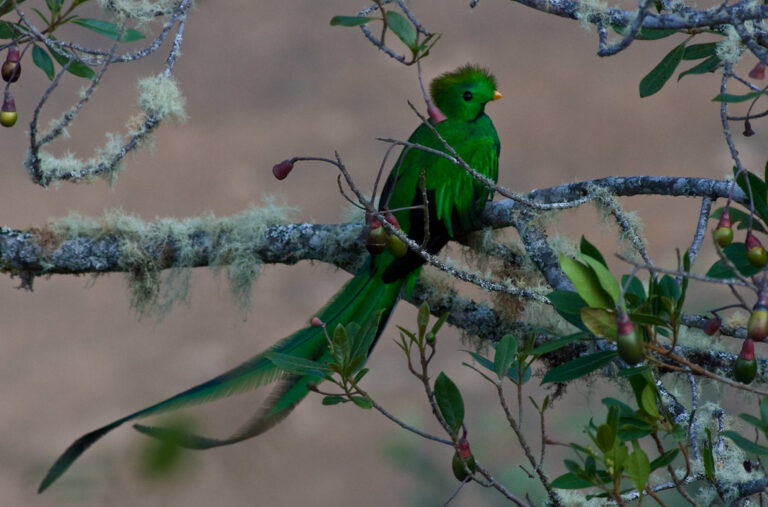 Why the Resplendent Quetzal Was a Sacred Icon - bird-life.com
