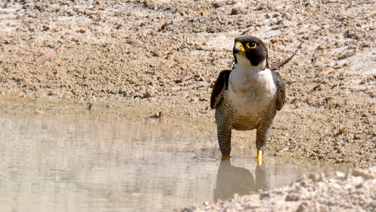 A Day in the Life of a Falcon Speed, Strategy, and Survival - bird-life.com