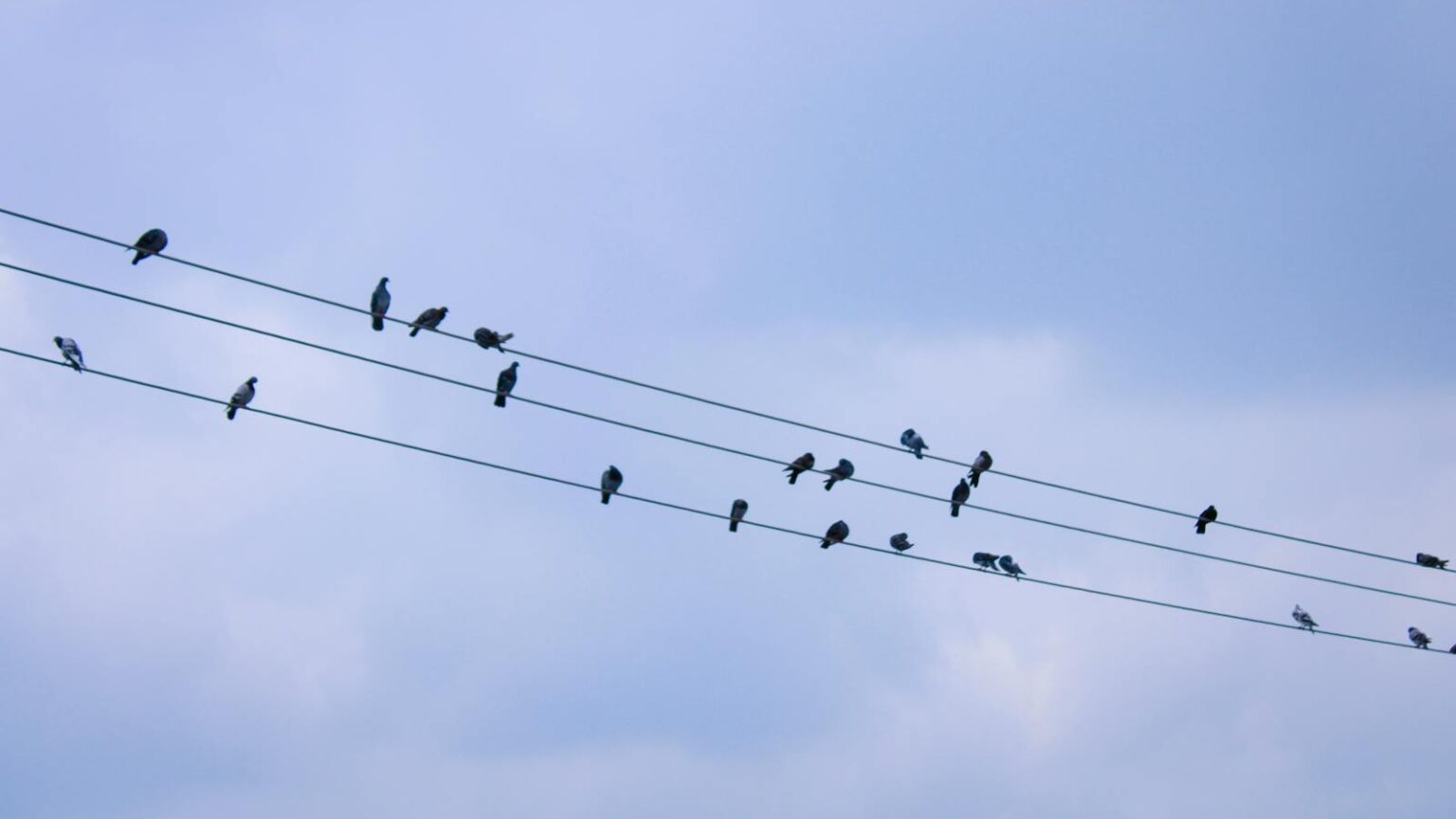 What It Means When Birds Line Up on a Wire - bird-life.com