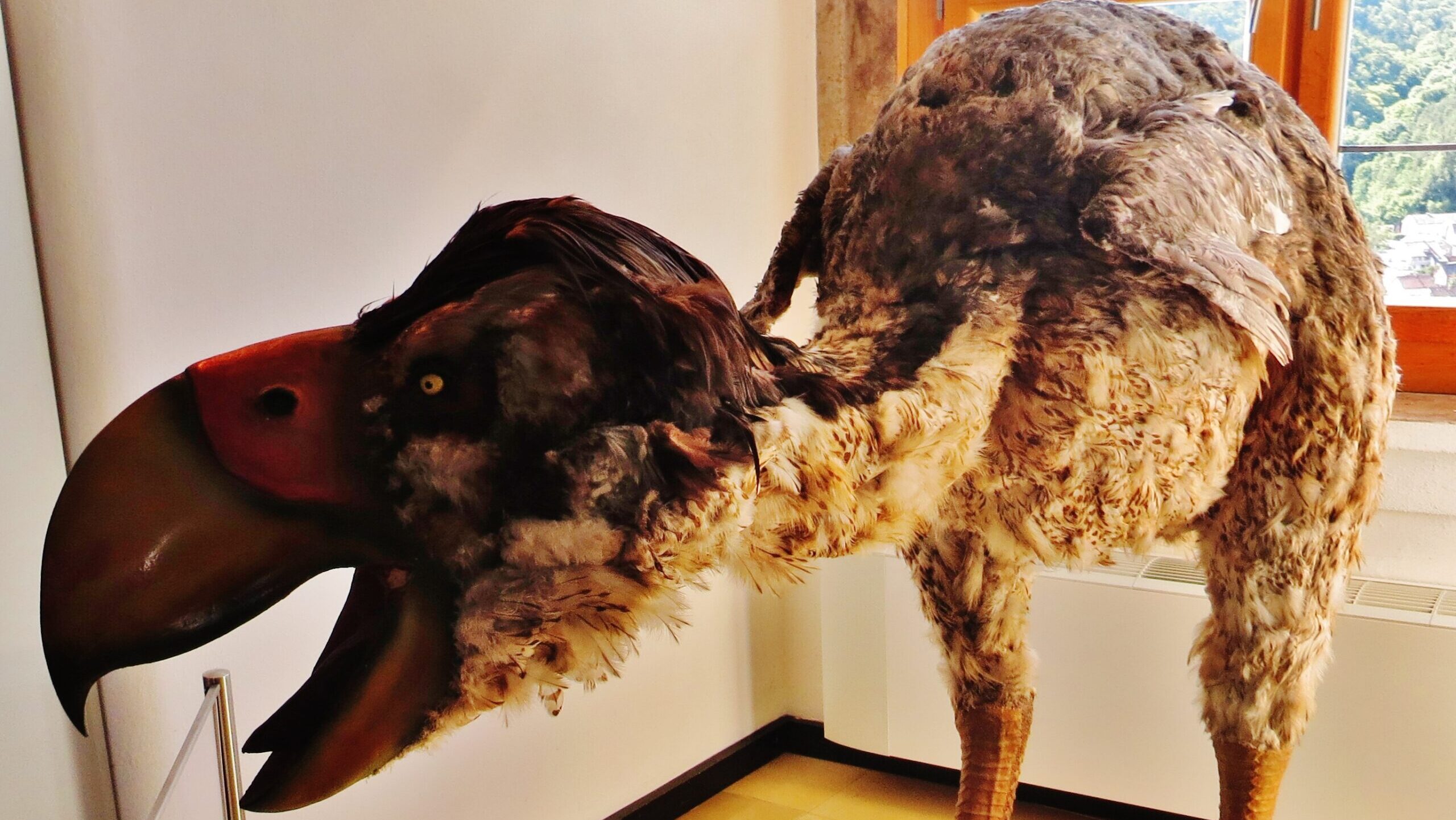 Gastornis and the Time When Birds Were Apex Predators - bird-life.com