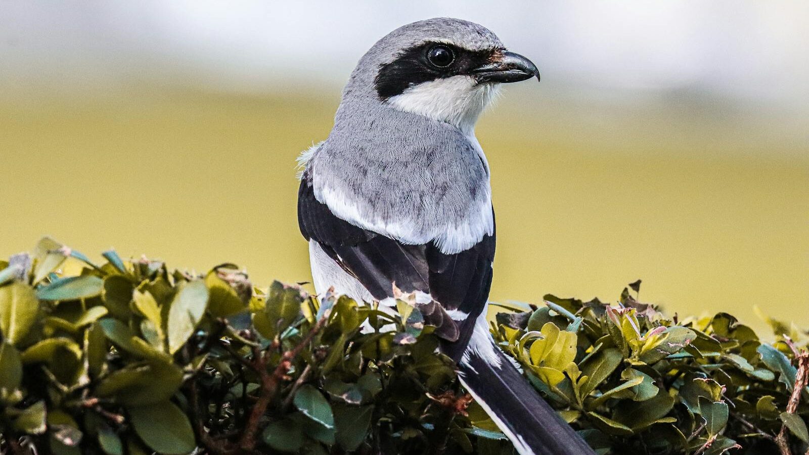 The Bird With a Beak Sharper Than a Surgeon’s Scalpel - bird-life.com