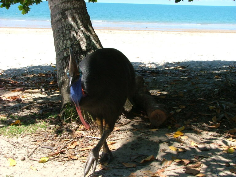 The Prehistoric Bird That Still Walks Among Us - bird-life.com