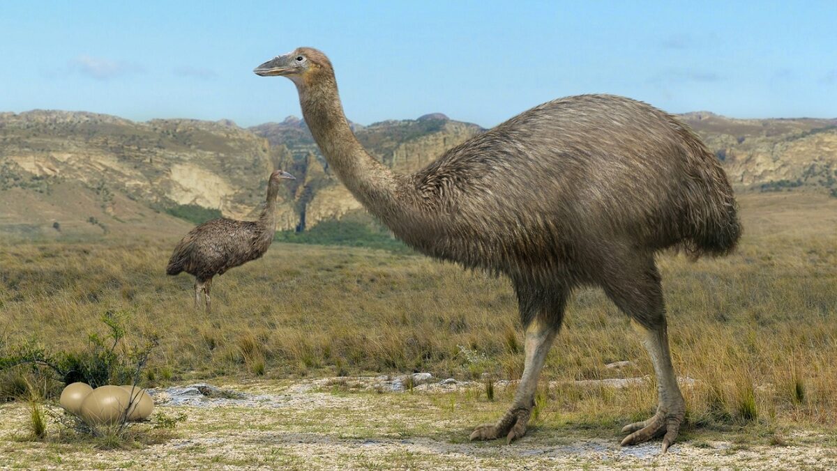 These 8 Prehistoric Birds Were Bigger Than Today’s Largest Raptors ...
