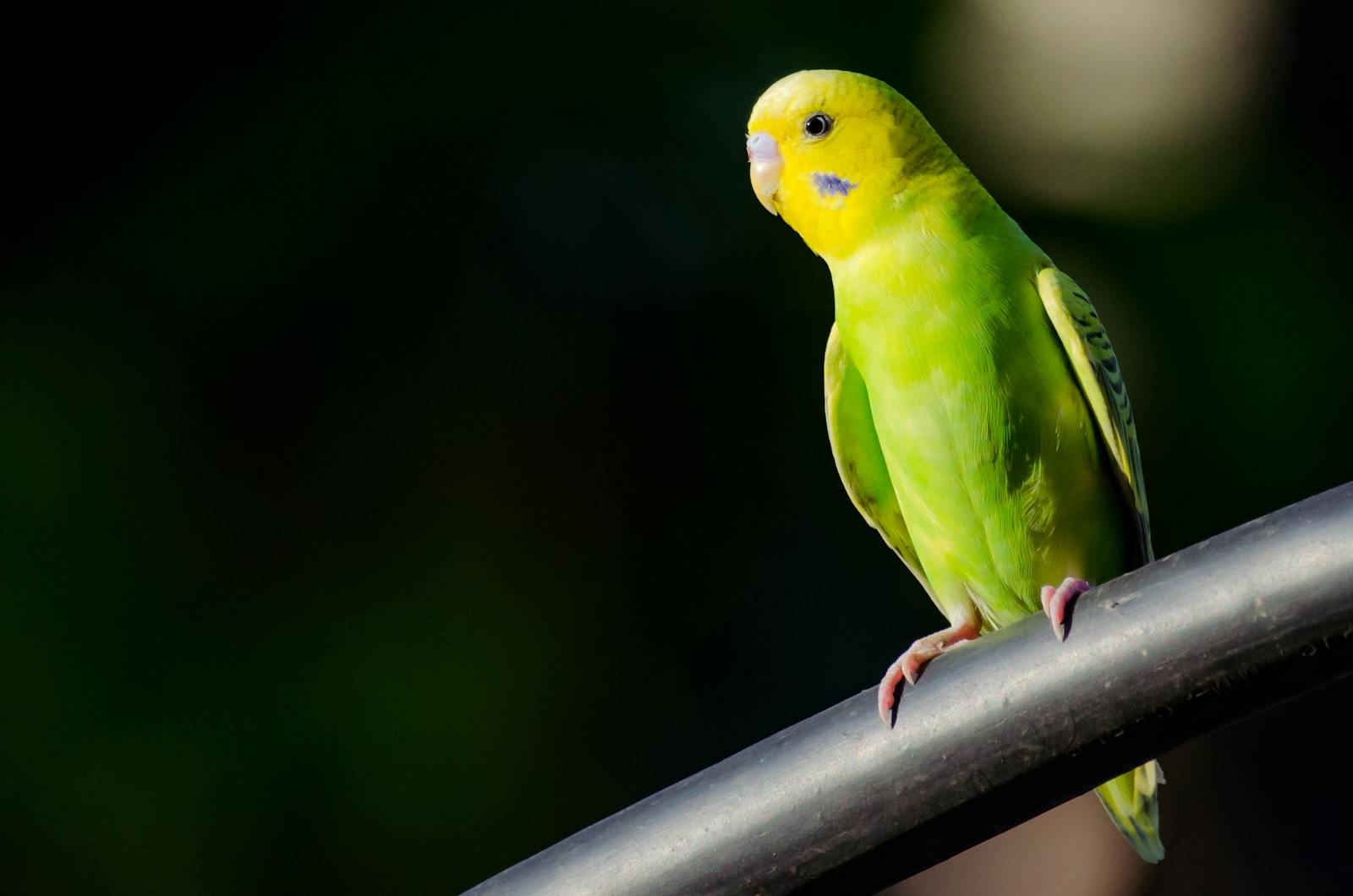 What Bird Glows Under UV Light - bird-life.com