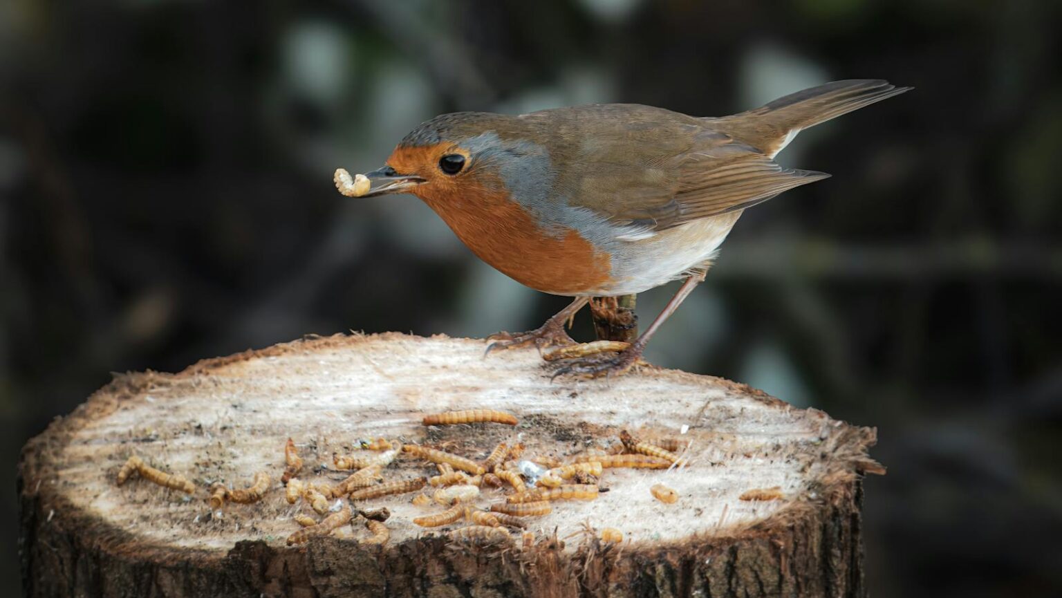 Why Birds Love Mealworms (And How to Offer Them) - bird-life.com
