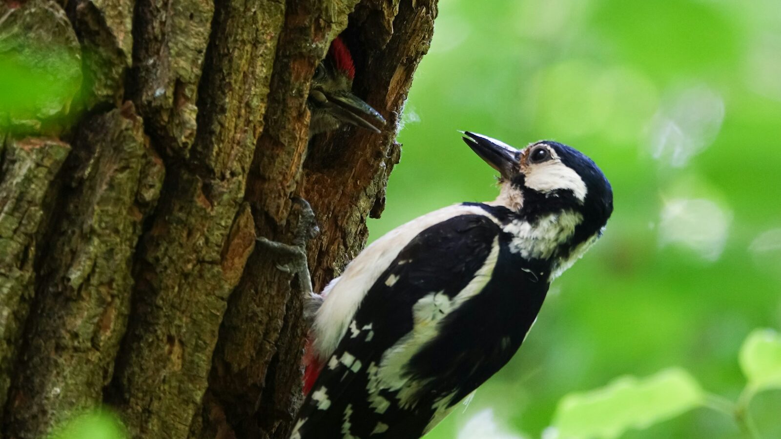 How to Identify Baby Birds You Find Outside - bird-life.com