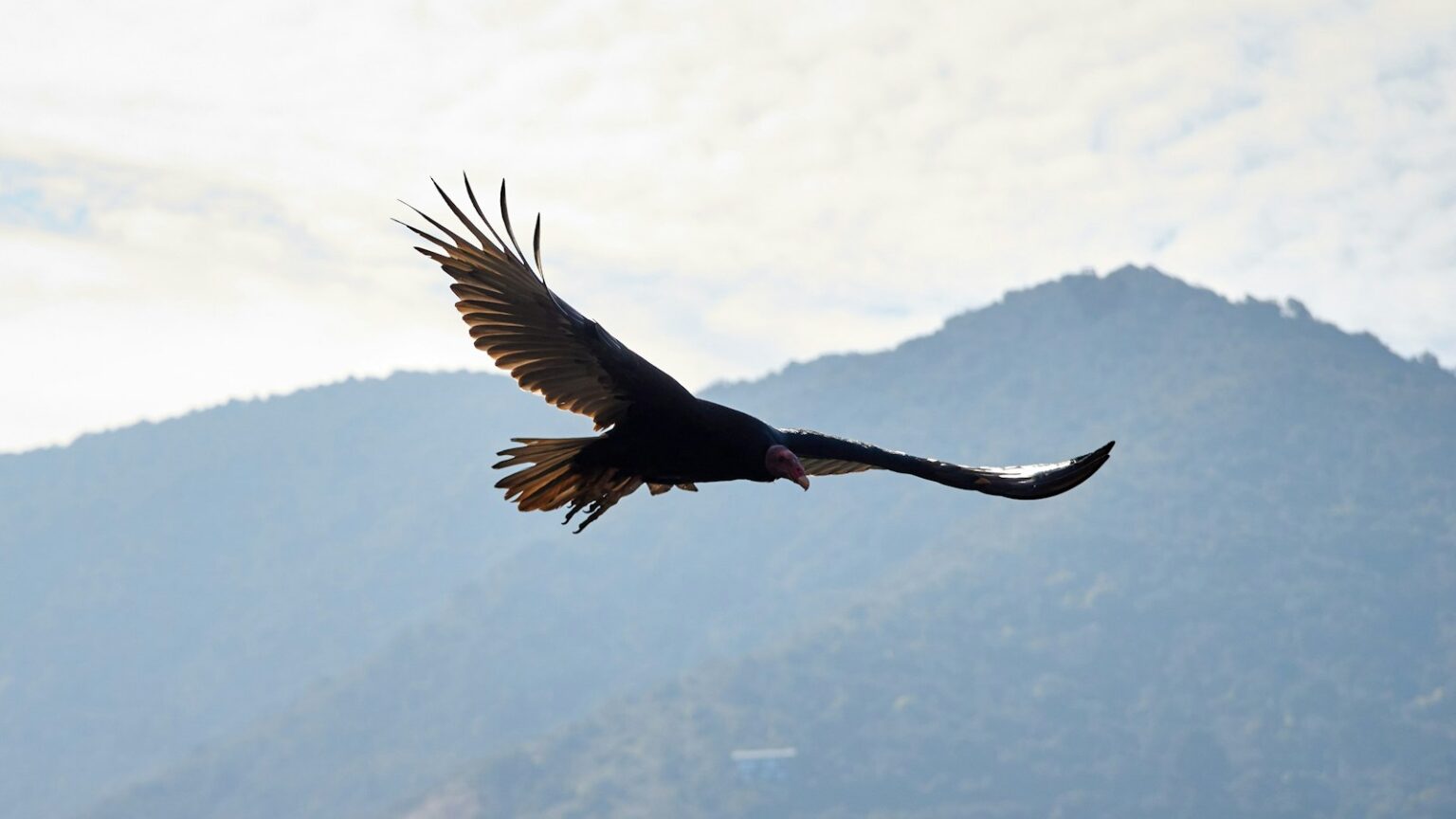 The Truth About Vultures 9 Myths People Still Believe - bird-life.com