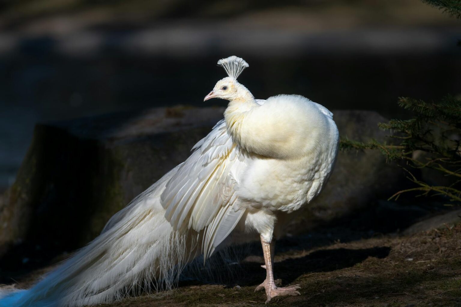 The Rarest Albino Bird Sightings Ever Recorded - bird-life.com