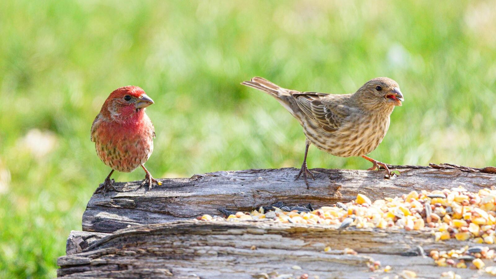How to Get Birds to Eat From Your Hand Without Scaring Them Off - bird ...