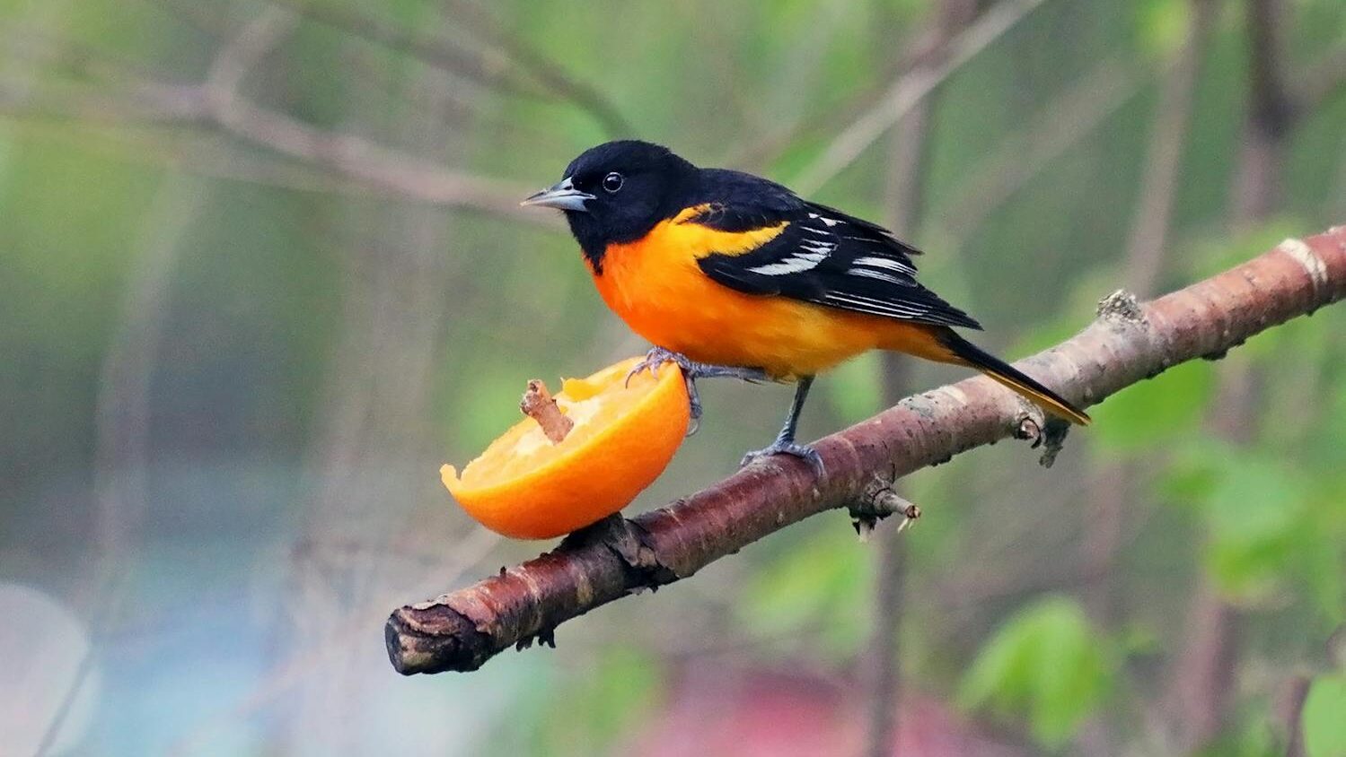 Not Just Seeds: 10 Foods Backyard Birds Actually Love - bird-life.com