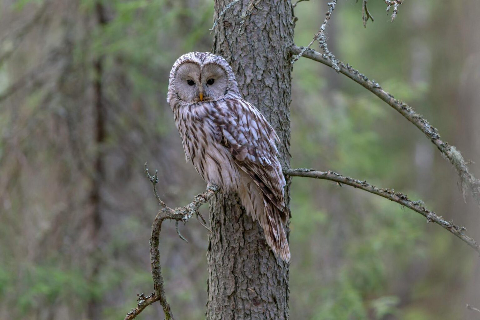 Inside the Life of an Owl: Hunting, Nesting, and Nighttime Secrets ...