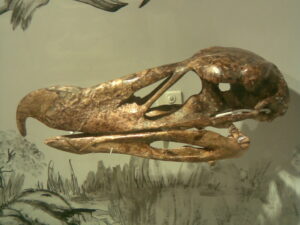 The Giant Bird With a Beak That Could Crush Bone - bird-life.com