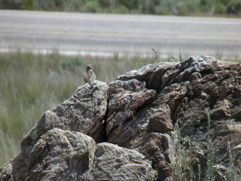 Critical Migration Pit Stops — 8 Places That Keep Birds Alive - bird ...