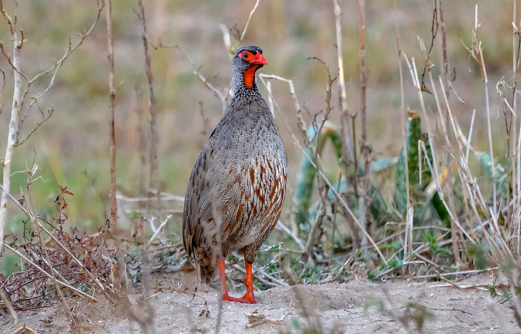 This Forest Bird Can Sing at Infrasound Levels - bird-life.com