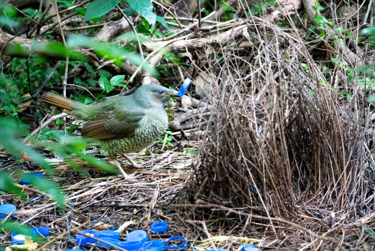 How the Bowerbird Uses Architecture to Find Love - bird-life.com